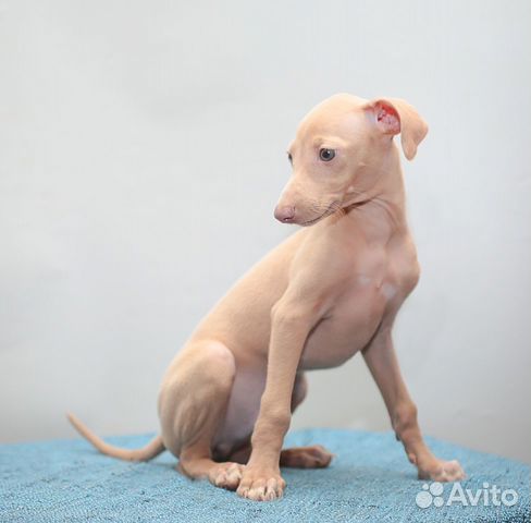 Щенки левретки