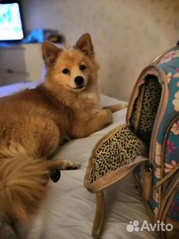 Потерялся шпиц