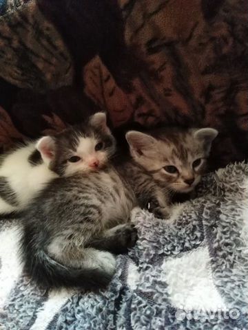 Вислоухие котята