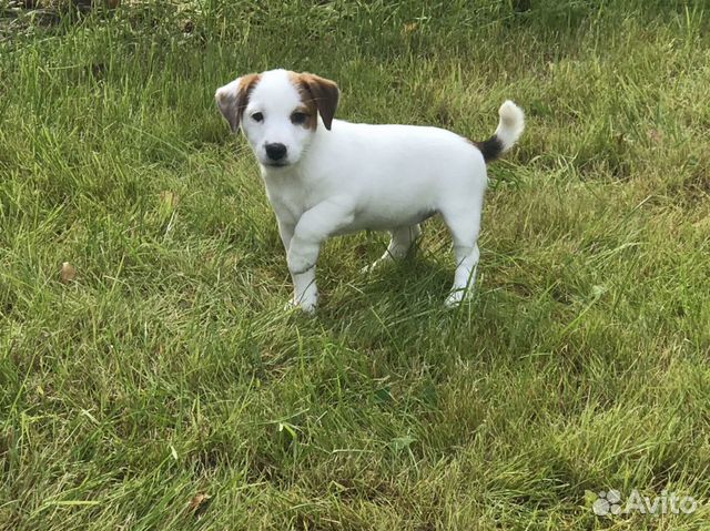 Клубный щенок Джек Рассел девочка