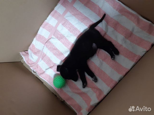 Милый щенок