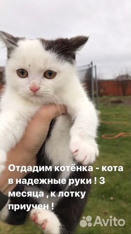 Котенка- кота отдадим в надежные, добрые руки 3 ме