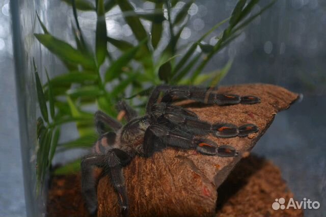 Psalmopoeus irminia