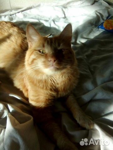Отдам доброго и лаского кота Бумера