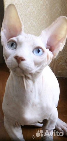 Бамбино котик цветное разноглазие