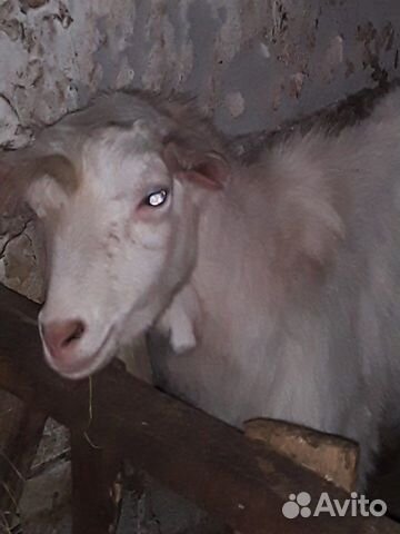 Козел
