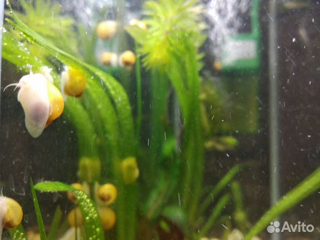 Улитки, растения для аквариума