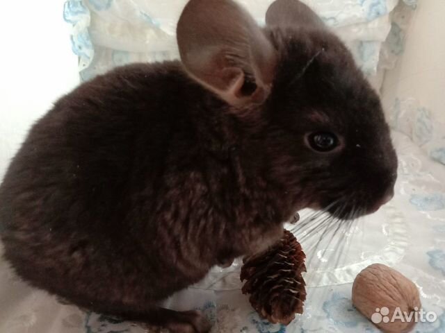 Шиншиллки малыши