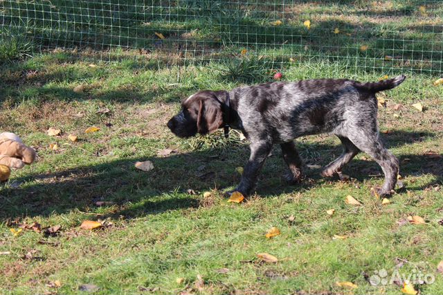 Щенок дратхаара с документами от рабочих родителей