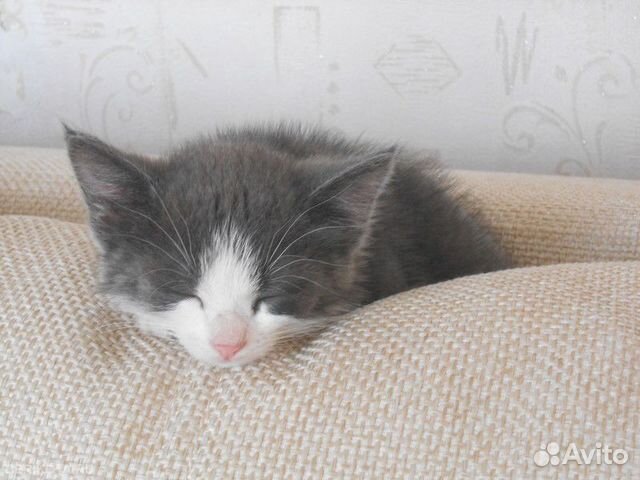 Пушистый комок