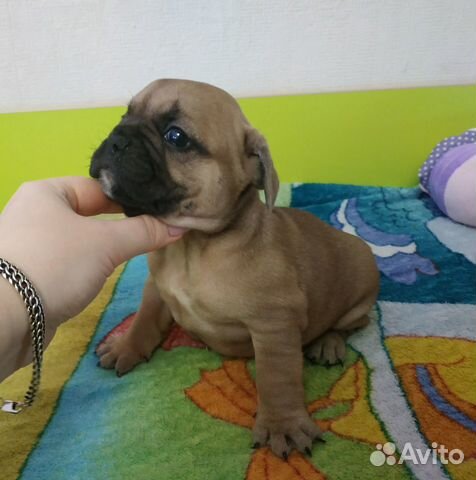 Щенки французского бульдога. Резерв