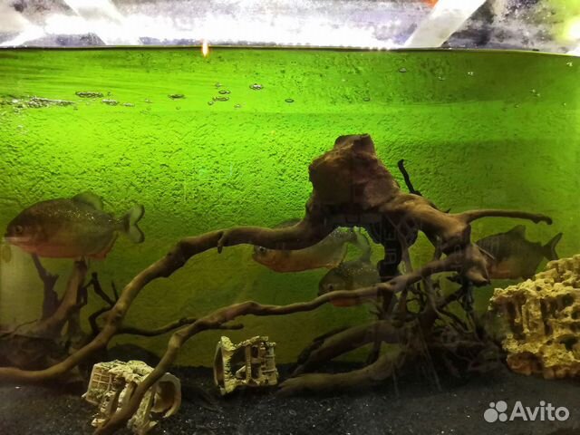 Пираньи Наттерера