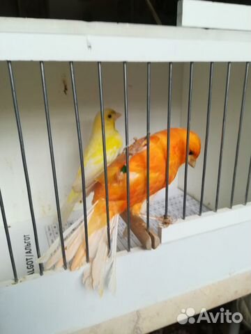 Канарейки разного окраса