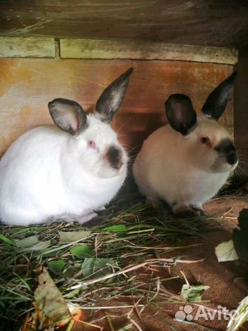 Крольчата Калифорниец обмен