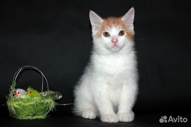 Зефирный котик