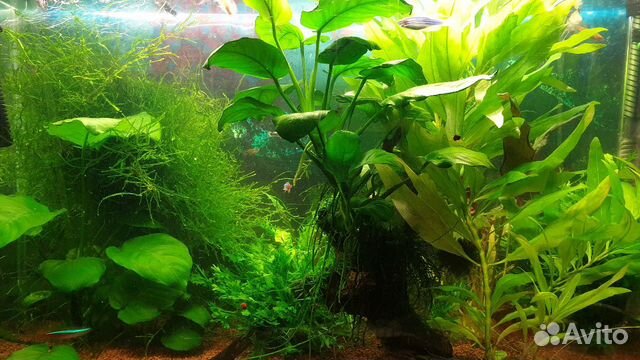 Аквариумные растения