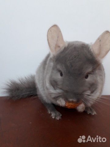 Шиншилла бархат