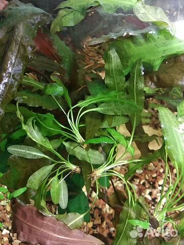 Аквариумные растения эхонодорус и крипиокарина