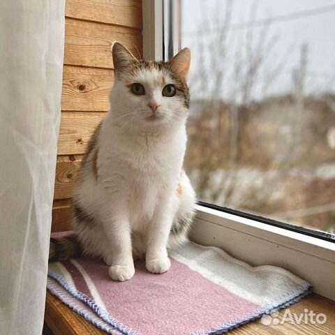 Ласковая кошка Яся ищет дом