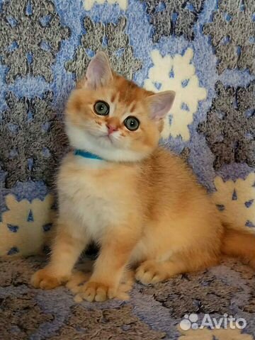 Золотой красавчик