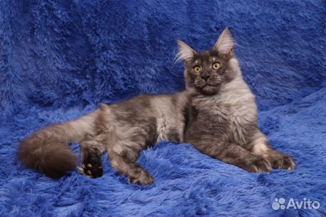 Крупный Котик Окраса Чёрный Дым