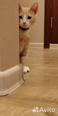 В добрые руки