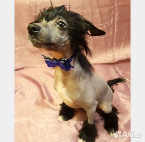 Кхс щенок не брак с документами кобель