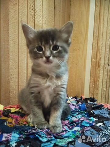 Эксклюзивные котята