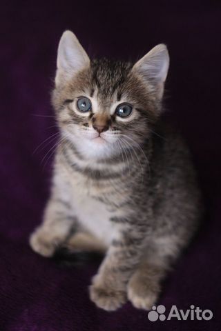 Мистер кот ищет хозяев или отдадим котёнка в добры