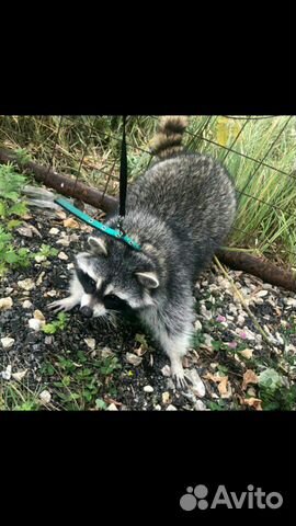 Енот полоскун