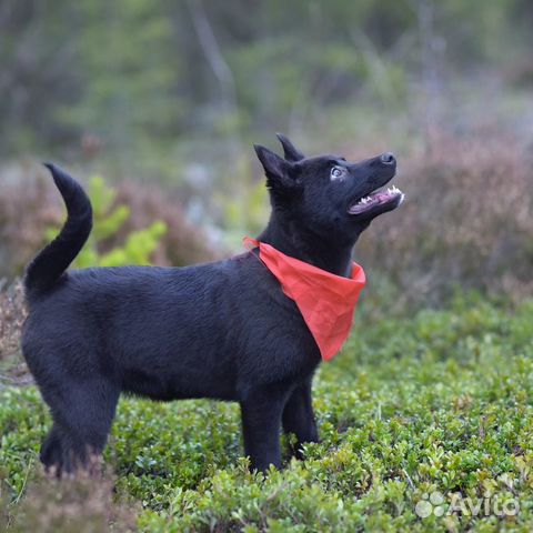 6 красивейших щенков в добрые руки