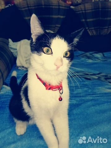 Котенок в добрые руки