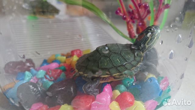 Черепашки аквариумные