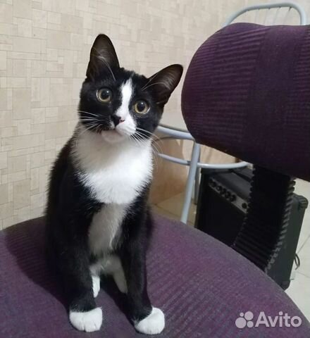 Очень спешу отдать кошечку (4 мес.) в любящую семь