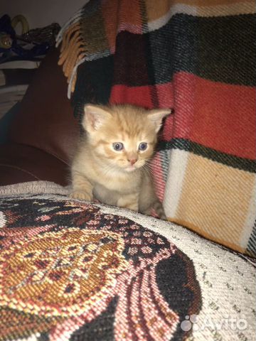 Рыжий котик в добрые руки