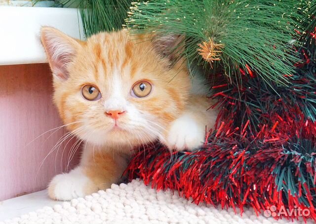 Рыжее Солнышко