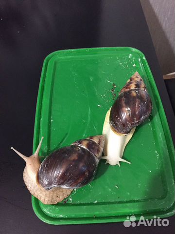 Улитка Ахатина