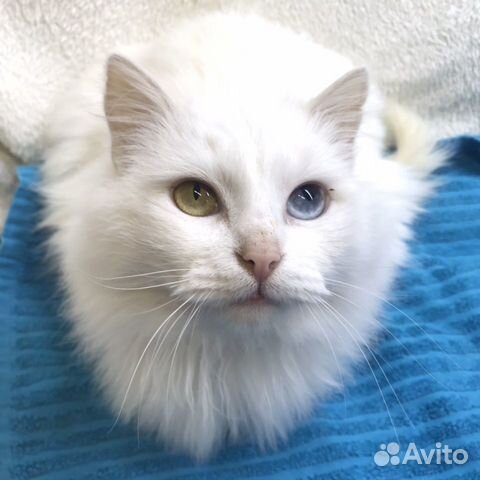 «Диана охотница» кошечка, 2 года, стерильна