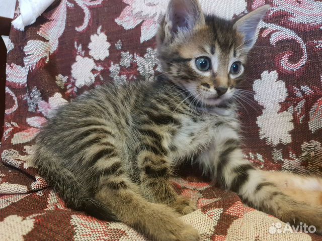 Полосатый котик