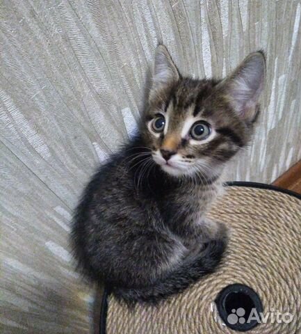 Котенок с красивыми глазами