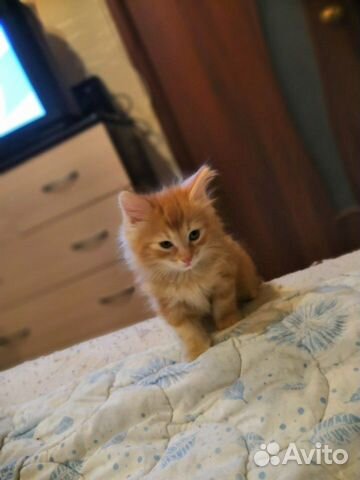 Котята курильского бобтейла