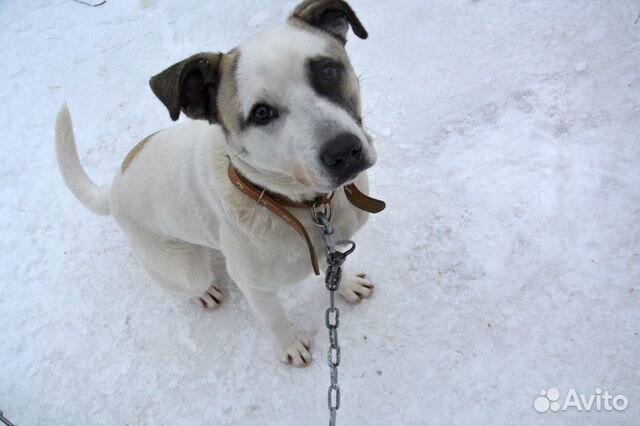 Собака Эмма ищет самого ответственного и любящего