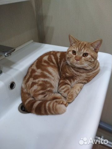 Вязка Британца