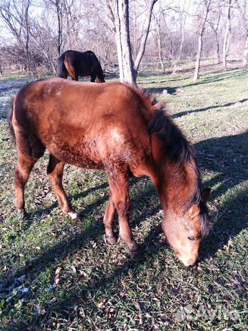 Продаётся кобылка 6 мес. Терско кабардинская