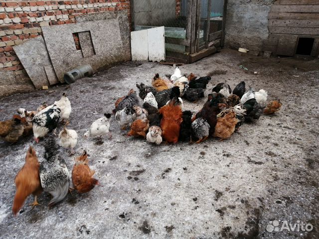 Продам курей разных пород