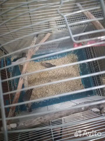 Зебровые амадины