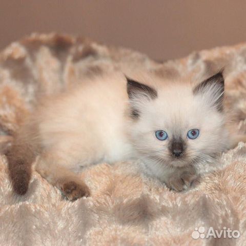 Продам котят