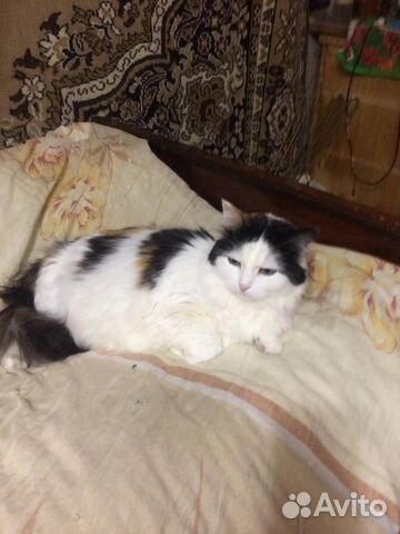 Кошечка в добрые руки