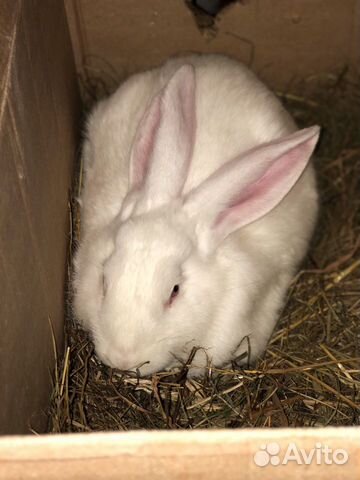 Мясной кролик