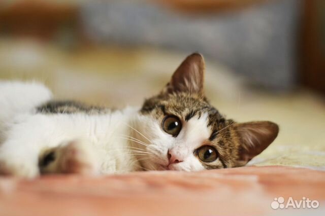 Котёнок девочка полосатого окраса